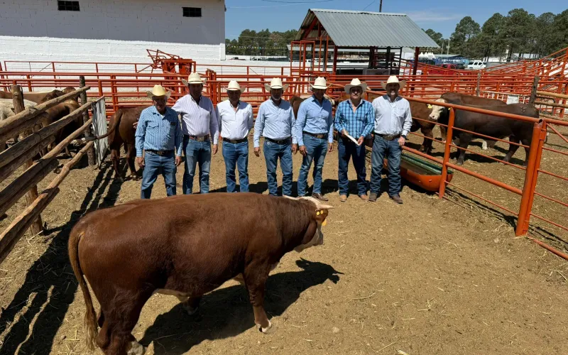 Impulsa Desarrollo Rural el mejoramiento genético del ganado con entrega de toros de registro ...
